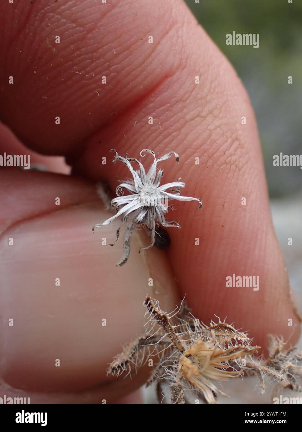 Desert Yellow Fleabane (Erigeron linearis Stock Photo - Alamy
