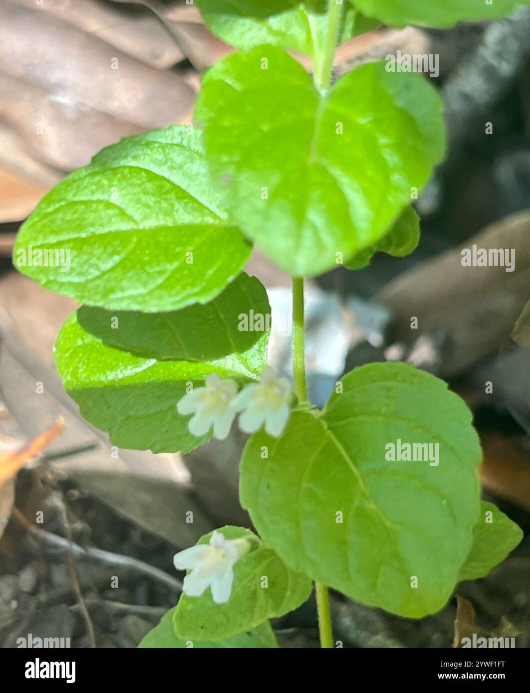 yerba buena (Clinopodium douglasii Stock Photo - Alamy