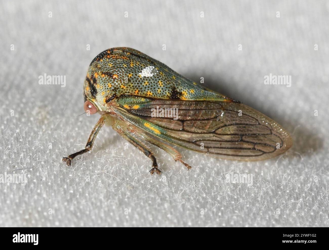 Oak Treehopper (Platycotis vittata Stock Photo - Alamy
