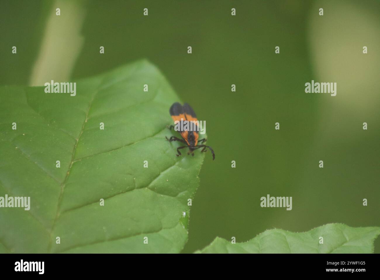 Banded Net-winged Beetle (Calopteron discrepans Stock Photo - Alamy