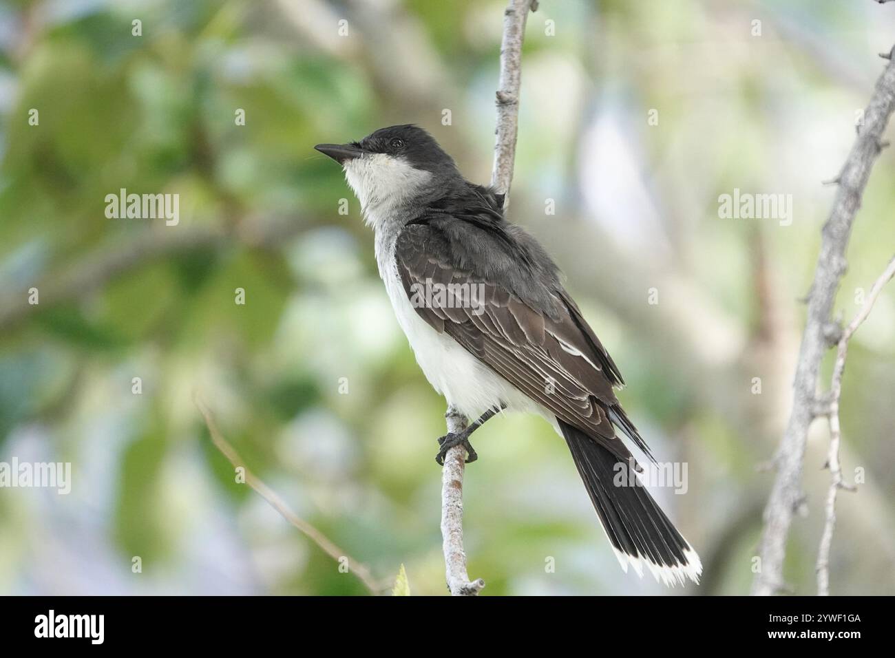 Eastern Kingbird (Tyrannus tyrannus Stock Photo - Alamy