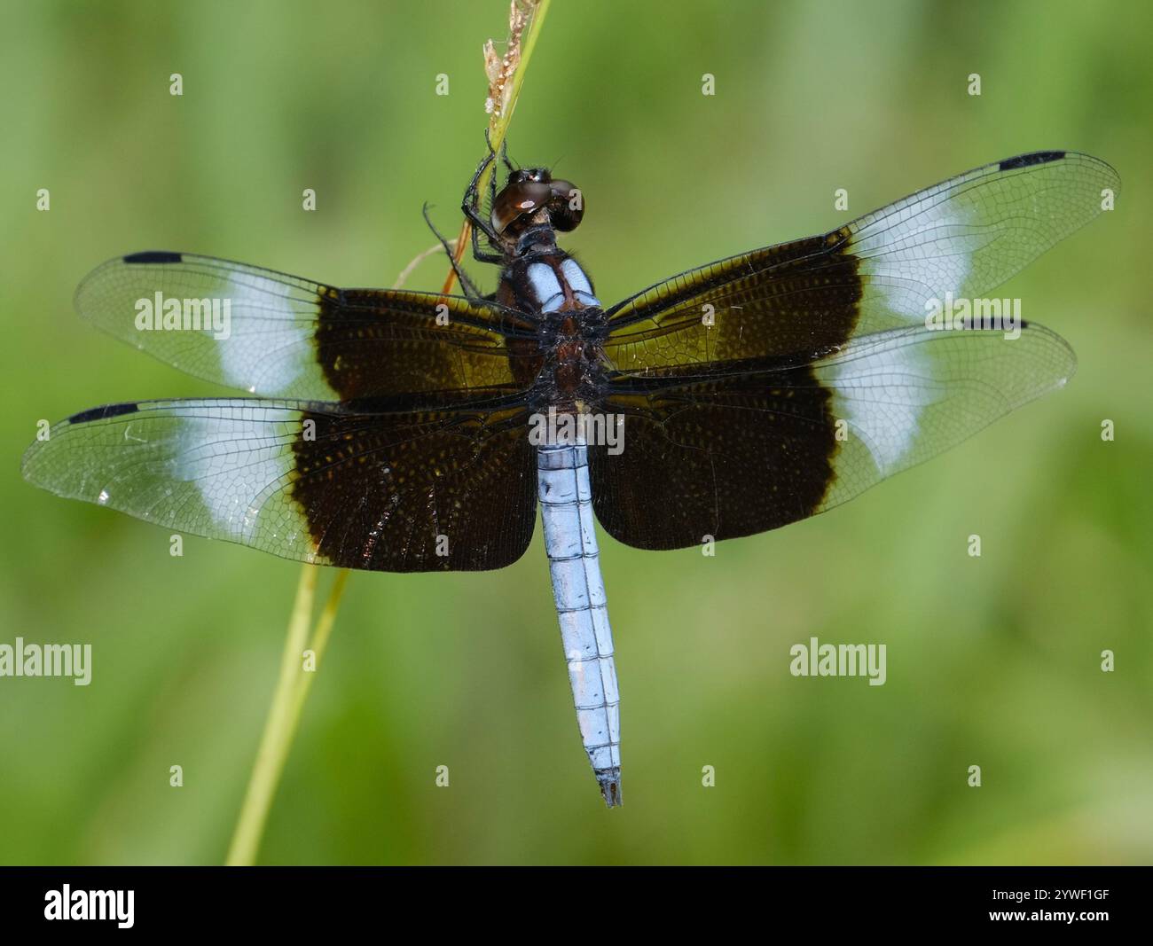 Widow Skimmer (Libellula luctuosa Stock Photo - Alamy