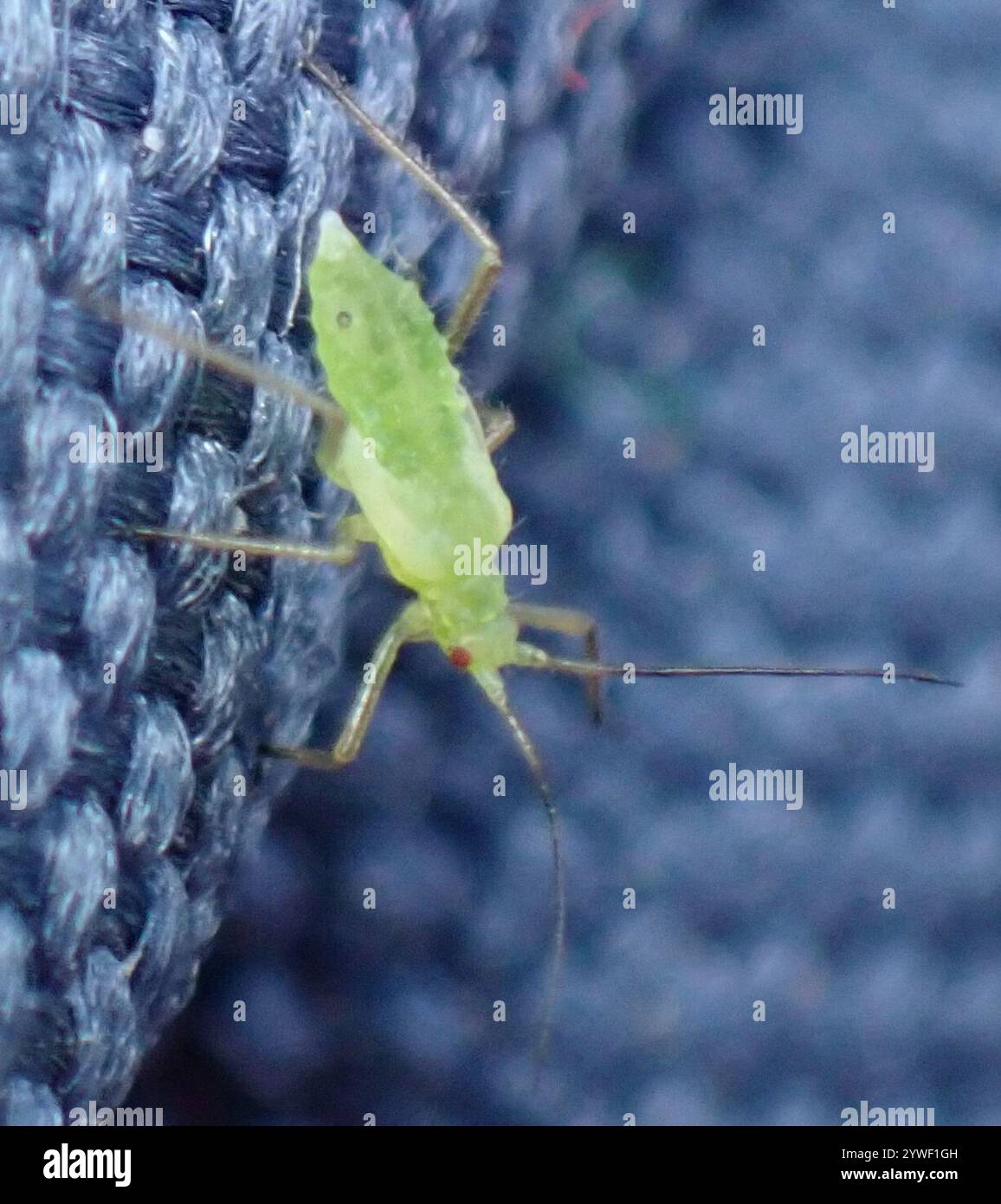 True Bugs (Heteroptera Stock Photo - Alamy