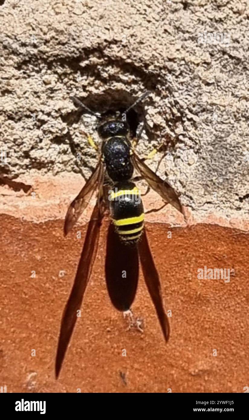 Ants, Bees, and Stinging Wasps (Aculeata Stock Photo - Alamy