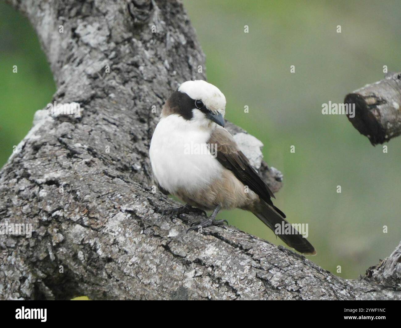 Eastern White-crowned Shrike (Eurocephalus anguitimens niveus Stock ...