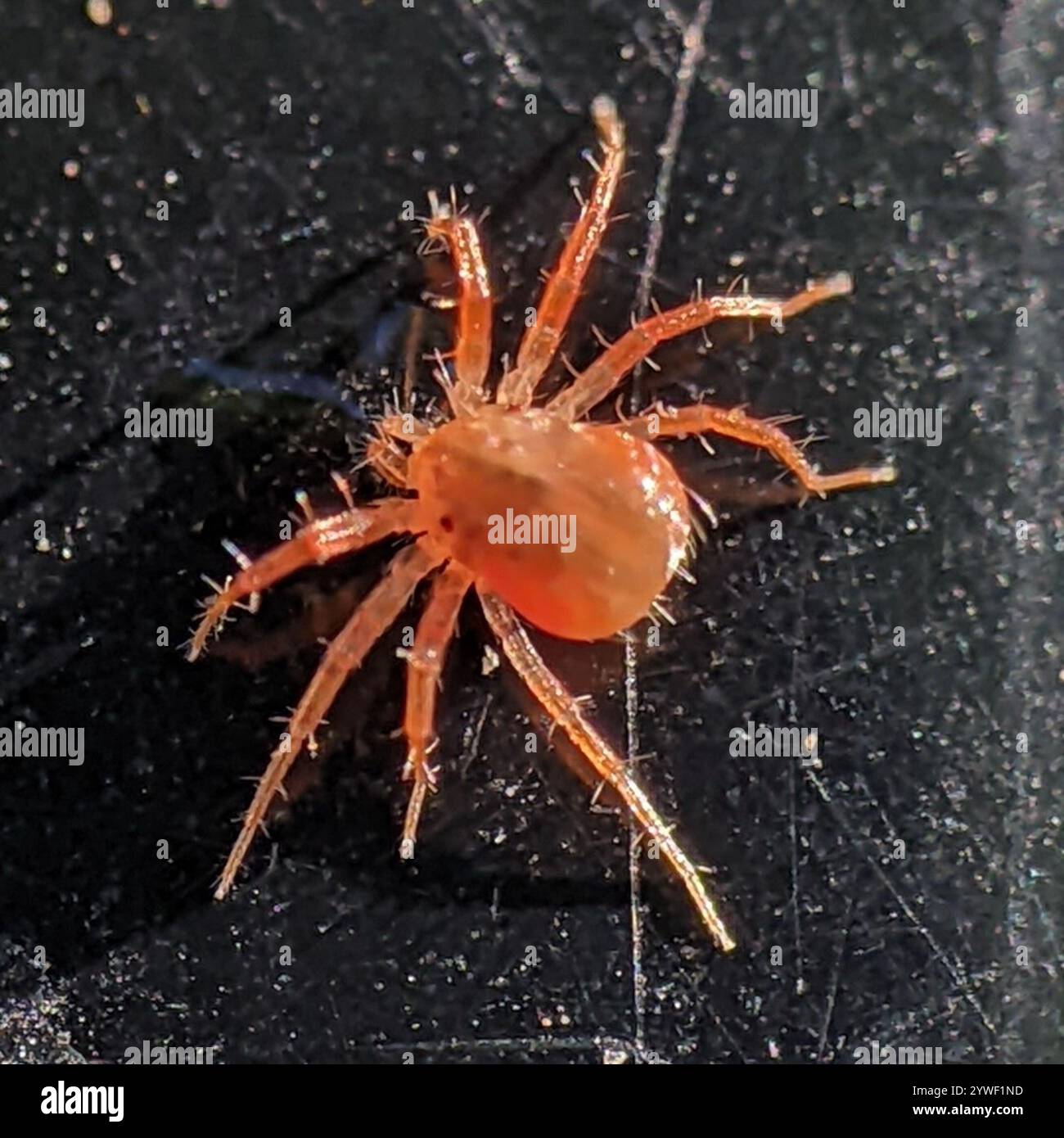 Whirligig Mites (Anystis Stock Photo - Alamy