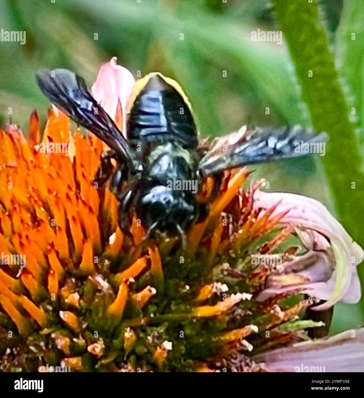 Carpenter-mimic Leafcutter Bee (Megachile xylocopoides Stock Photo - Alamy