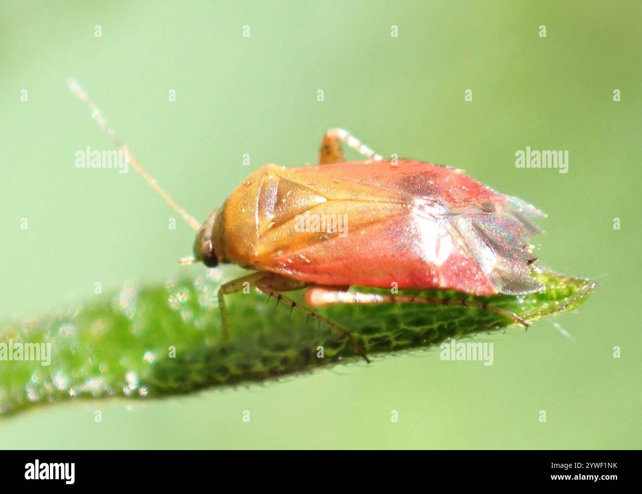 Psallus hi-res stock photography and images - Alamy