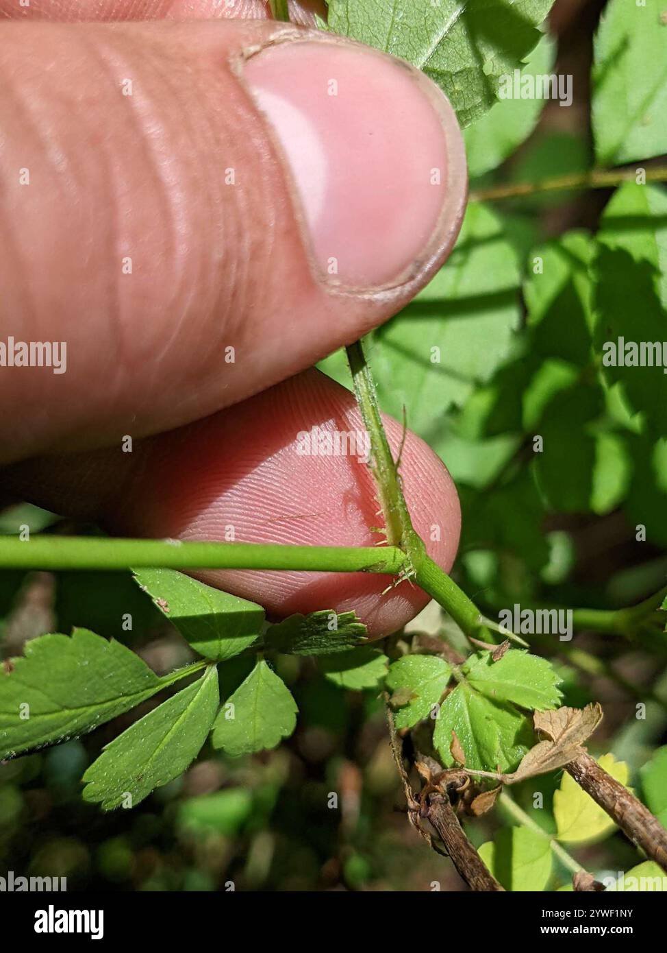 multiflora rose (Rosa multiflora Stock Photo - Alamy