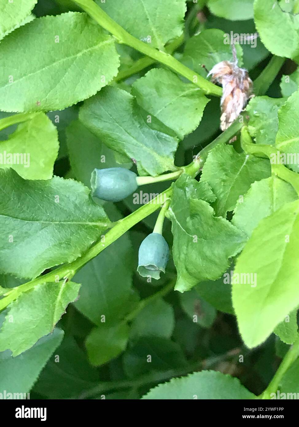 common bilberry (Vaccinium myrtillus Stock Photo - Alamy