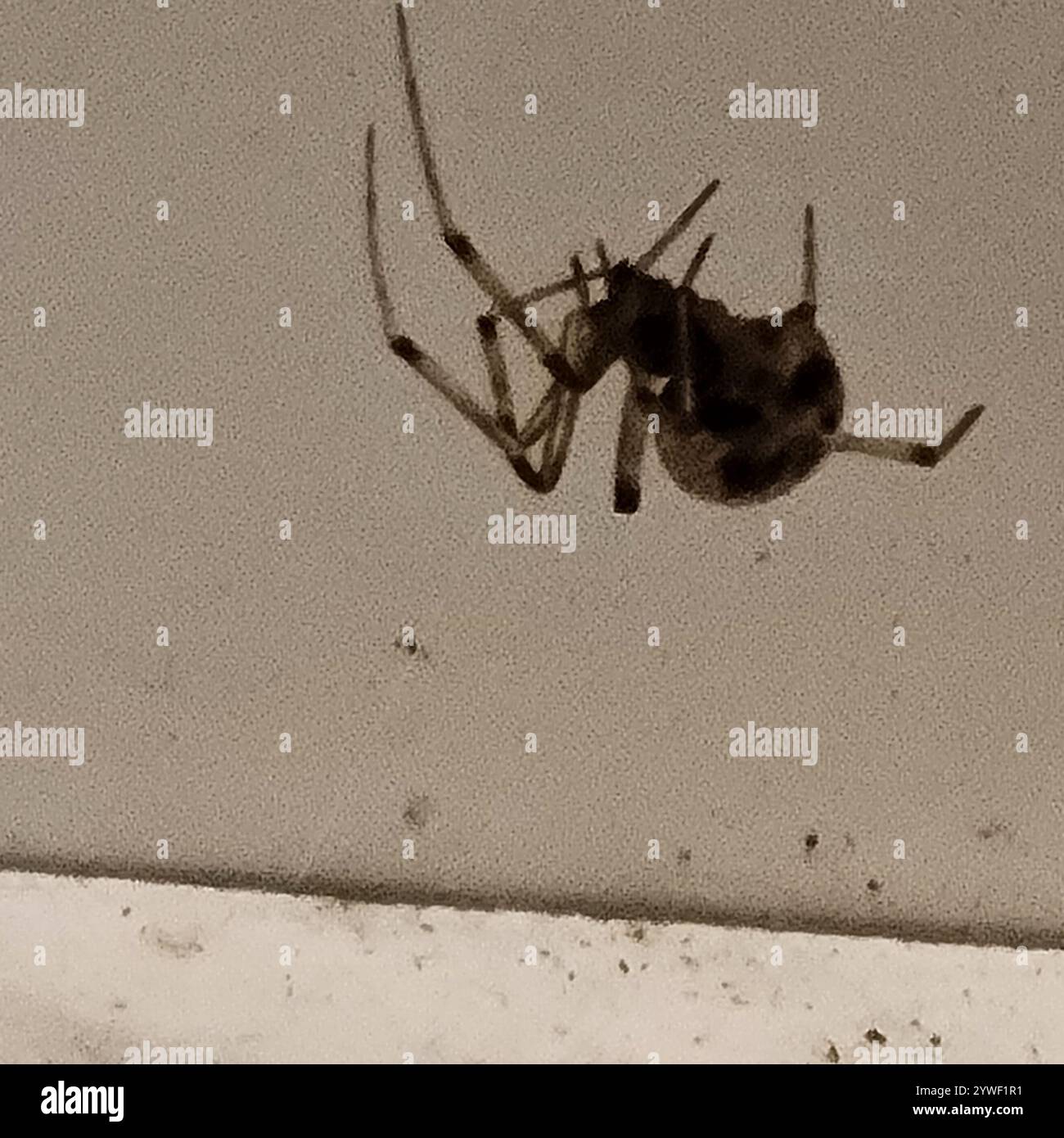 Common House Spider (Parasteatoda tepidariorum Stock Photo - Alamy