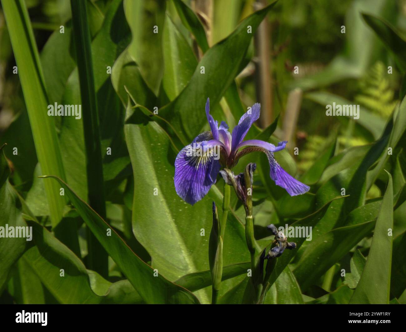 northern blue flag (Iris versicolor Stock Photo - Alamy