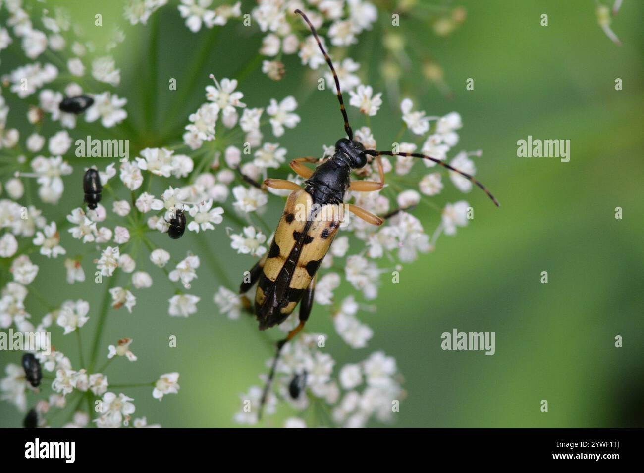 Spotted Longhorn Beetle (Rutpela maculata Stock Photo - Alamy