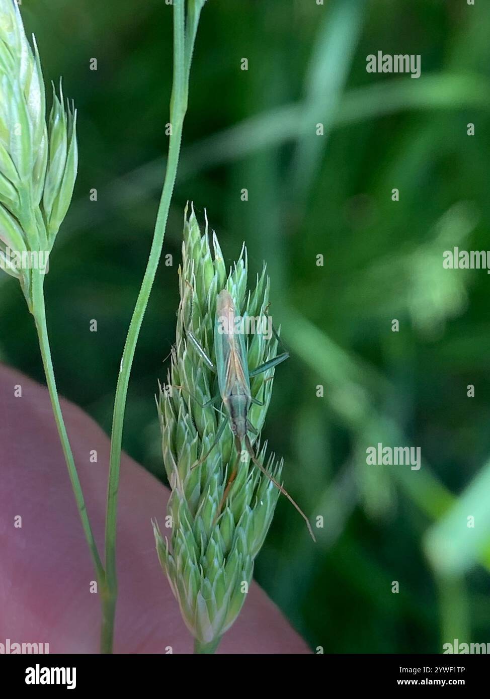 Grass bug (Stenodema laevigata Stock Photo - Alamy