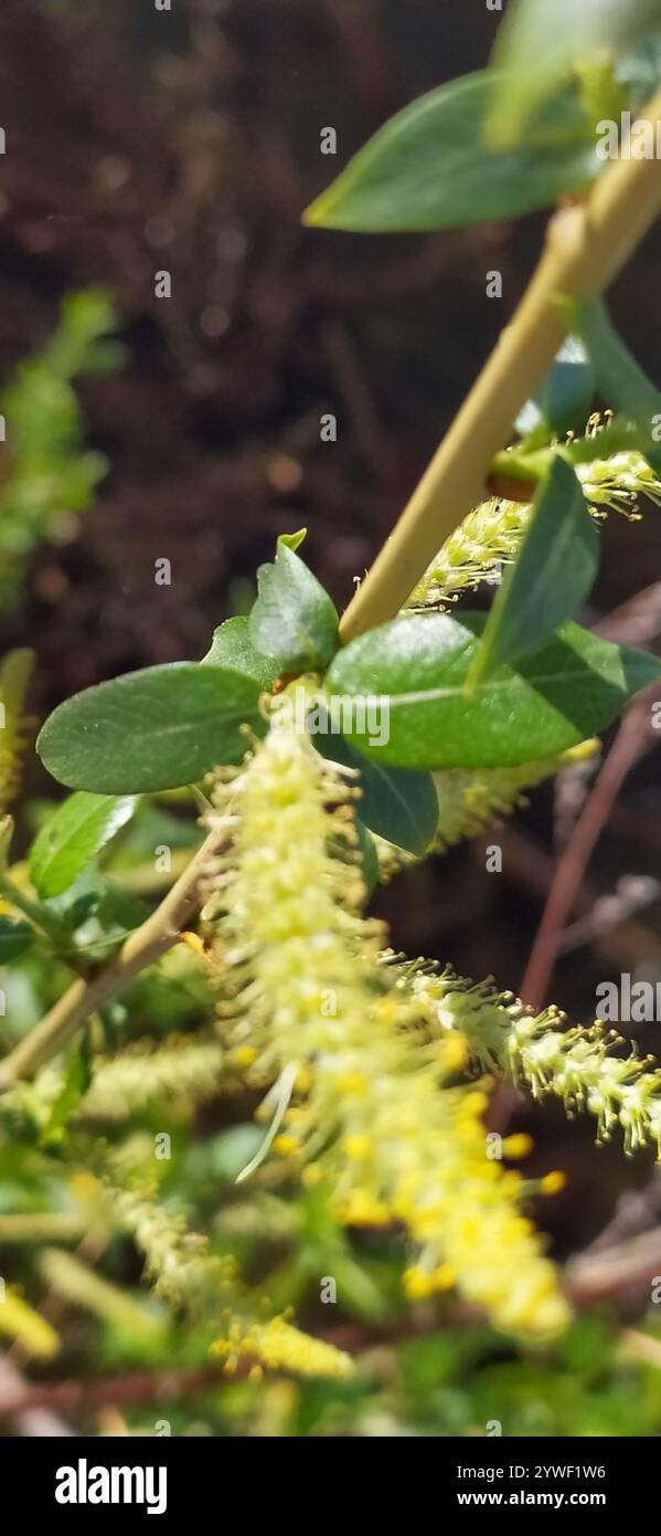 Almond Willow (Salix triandra Stock Photo - Alamy