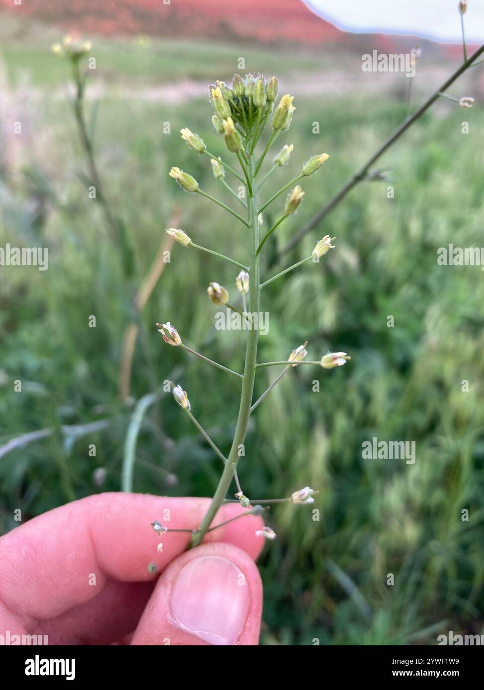littlepod false flax (Camelina microcarpa Stock Photo - Alamy