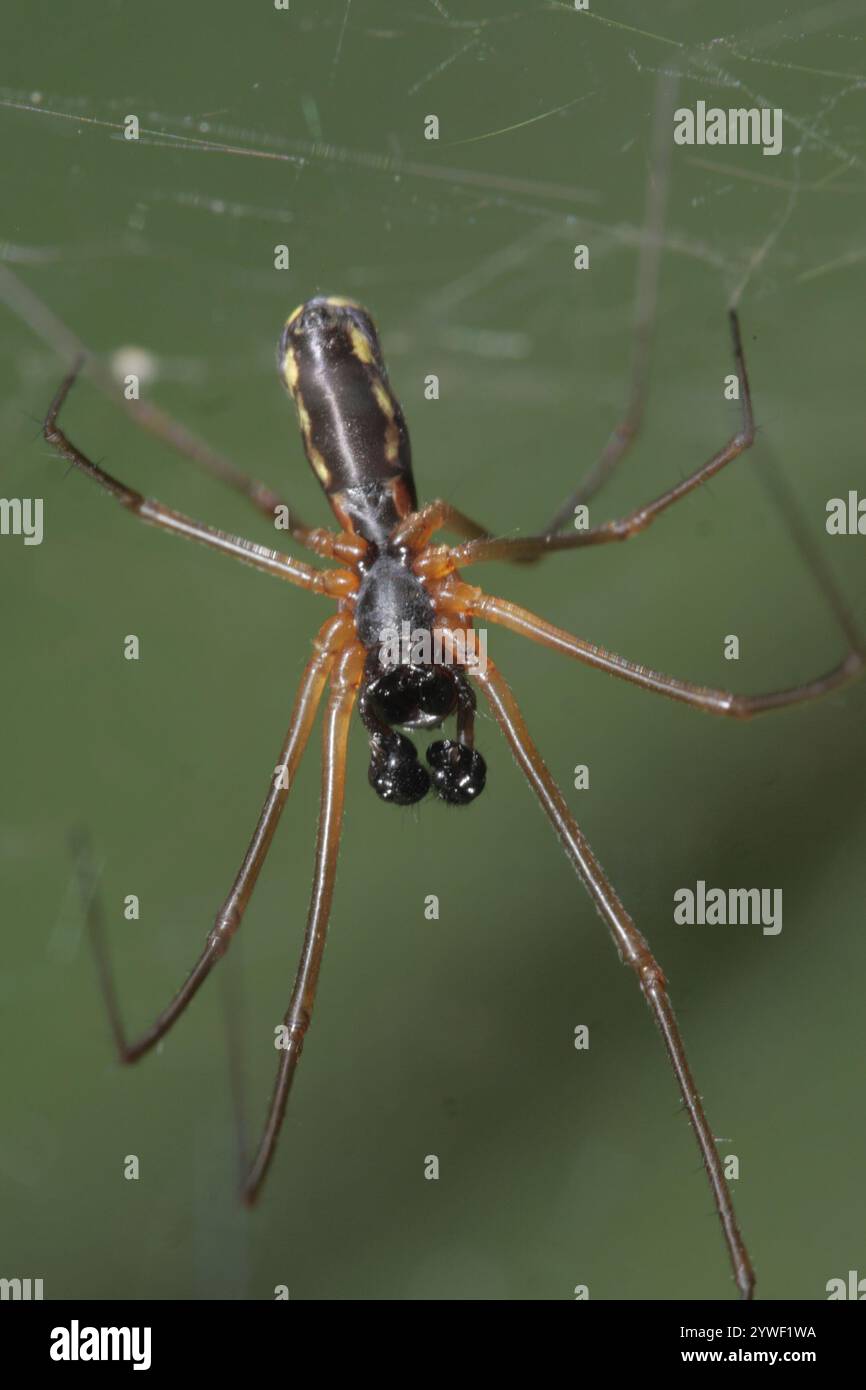 Filmy Dome Spider (Neriene radiata Stock Photo - Alamy