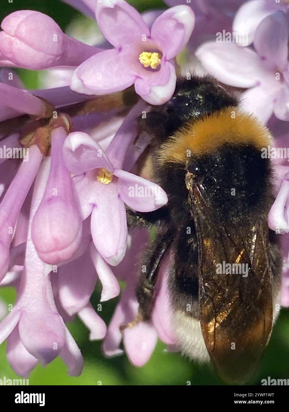 Bohemian Cuckoo Bumble bee (Bombus bohemicus Stock Photo - Alamy