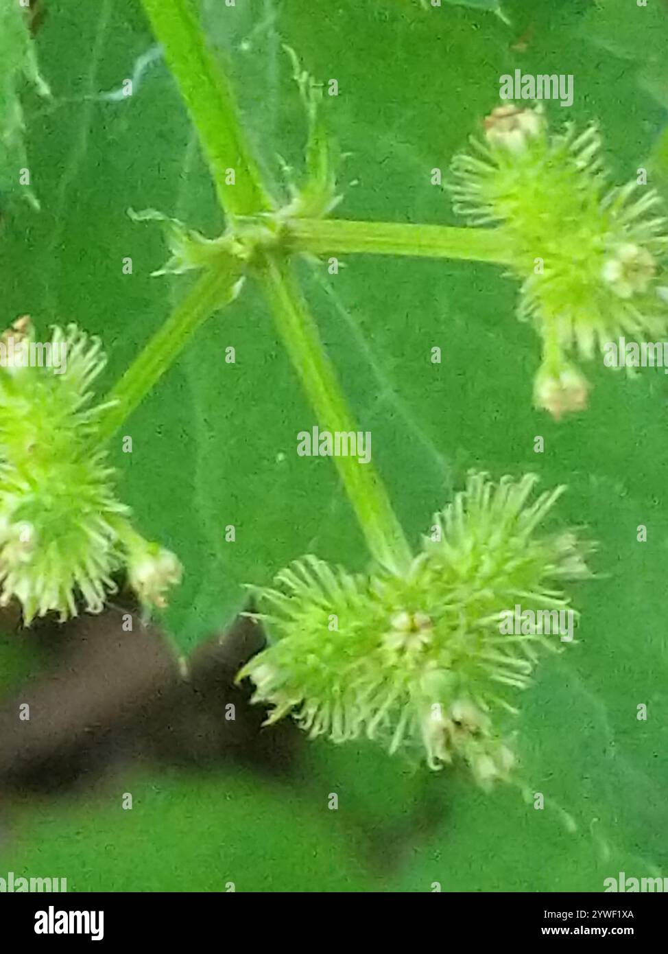 large-fruited sanicle (Sanicula trifoliata Stock Photo - Alamy