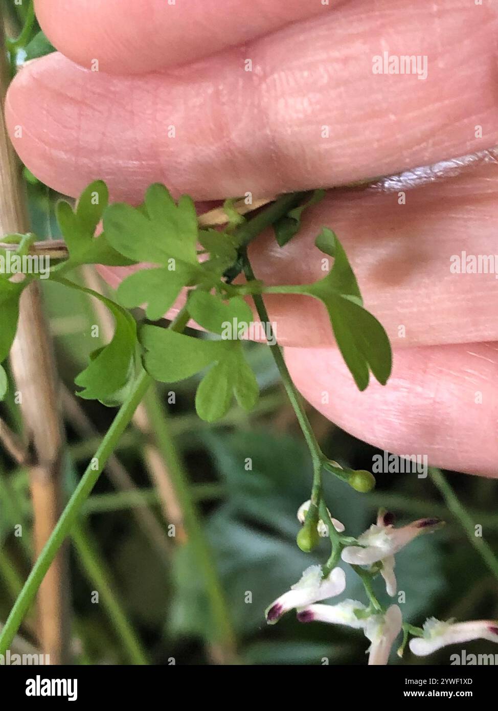 white ramping-fumitory (Fumaria capreolata Stock Photo - Alamy