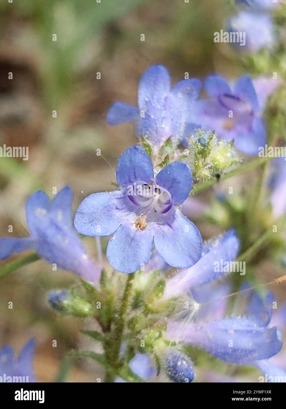 Front Range Beardtongue (Penstemon virens Stock Photo - Alamy