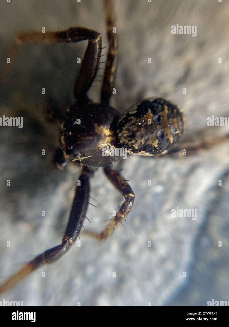 Crab Spiders (Thomisidae Stock Photo - Alamy