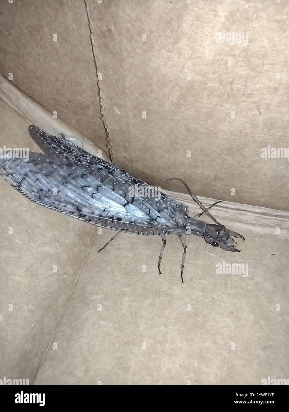 Eastern Dobsonfly (Corydalus cornutus Stock Photo - Alamy