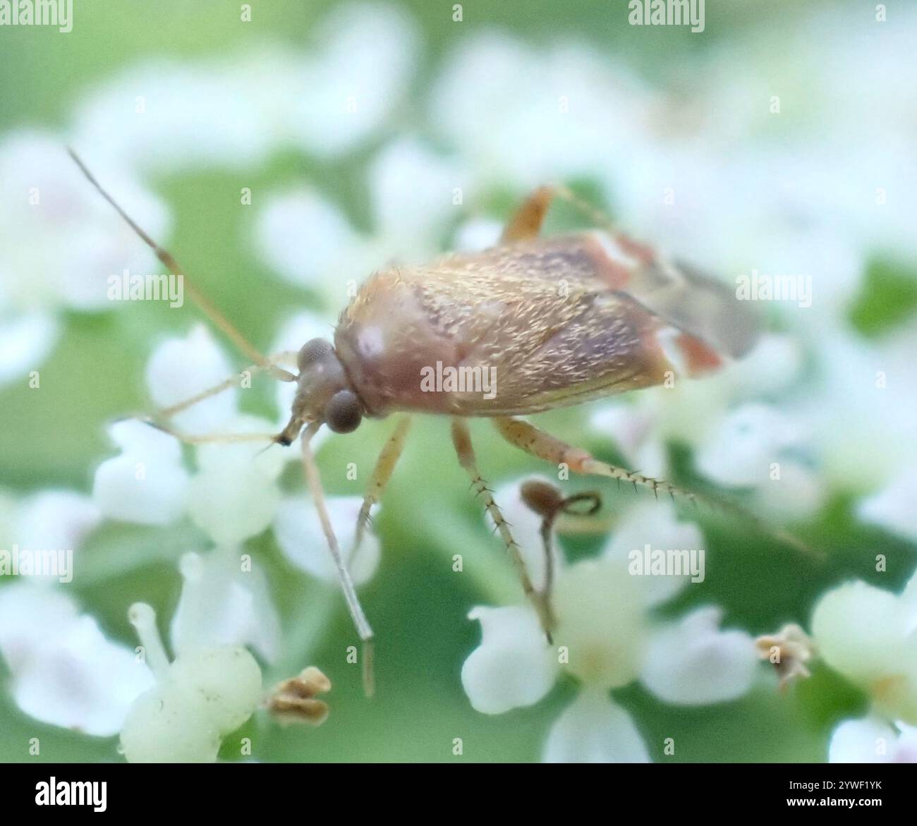 Psallus hi-res stock photography and images - Alamy