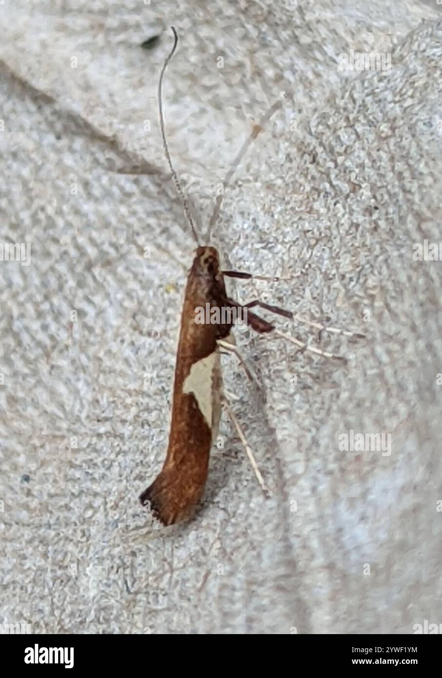 Willow Leafcone Caterpillar Moth (Caloptilia stigmatella Stock Photo ...