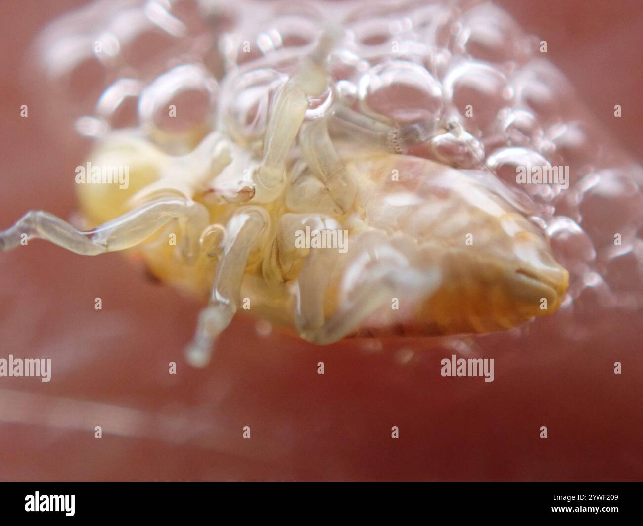 Spittlebugs and Froghoppers (Cercopoidea Stock Photo - Alamy