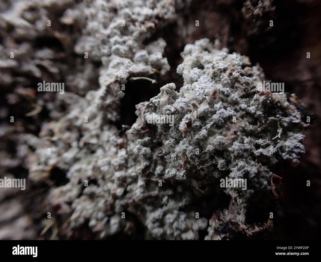 Ascomycete Fungi (Ascomycota Stock Photo - Alamy