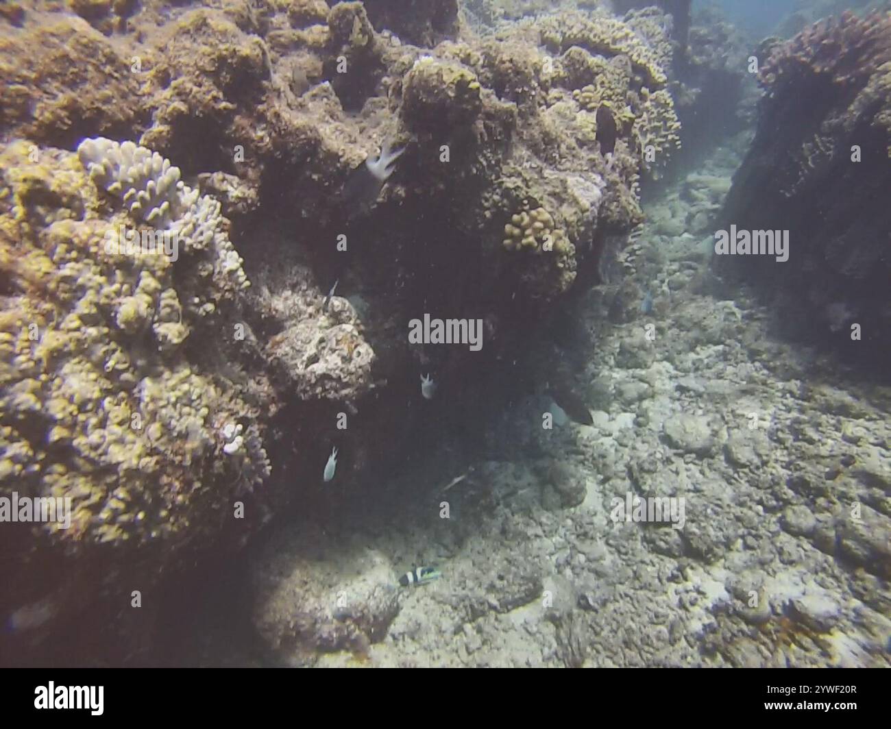 Spiny Chromis (Acanthochromis polyacanthus Stock Photo - Alamy