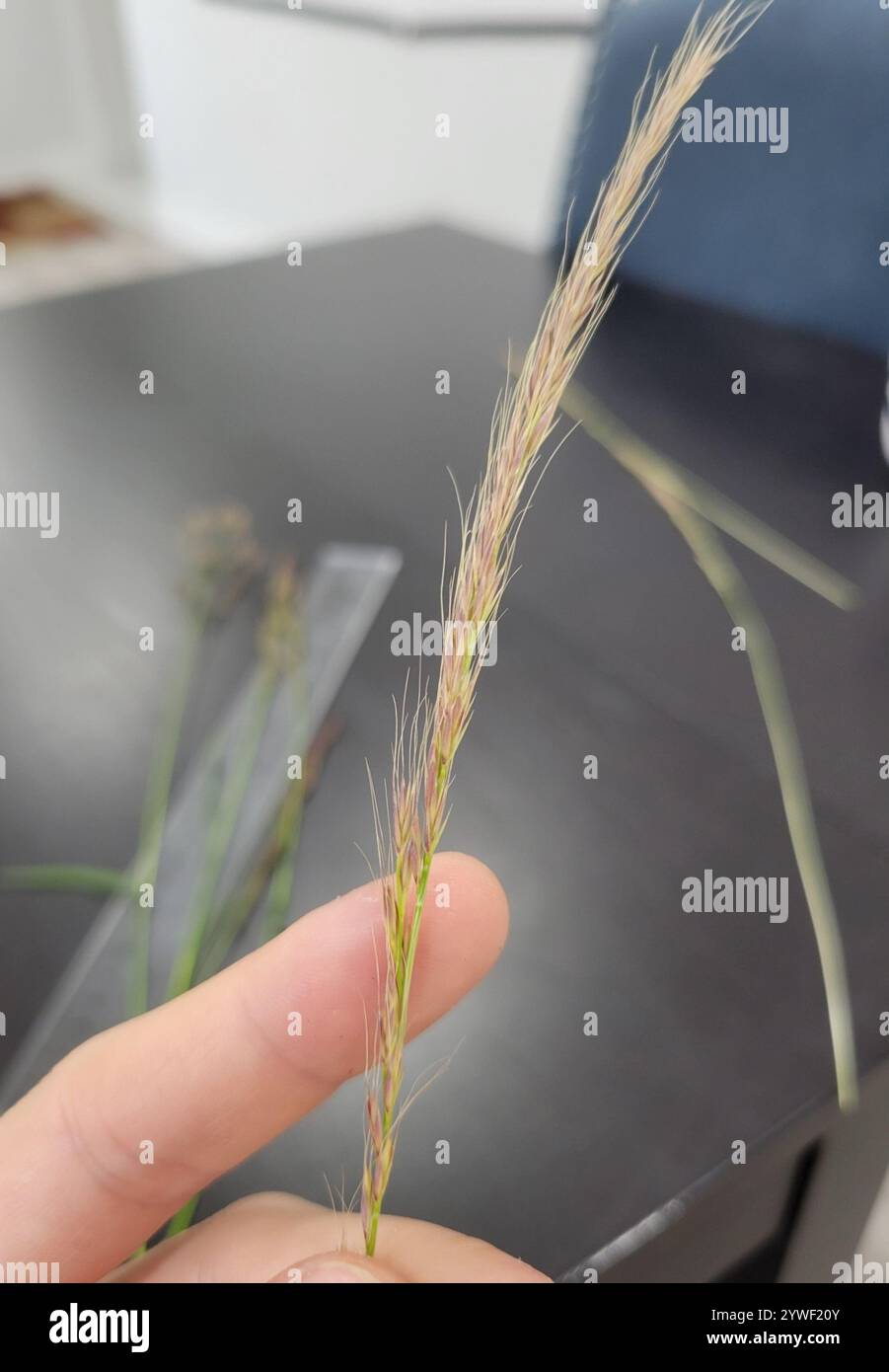 rattail sixweeks grass (Festuca myuros Stock Photo - Alamy