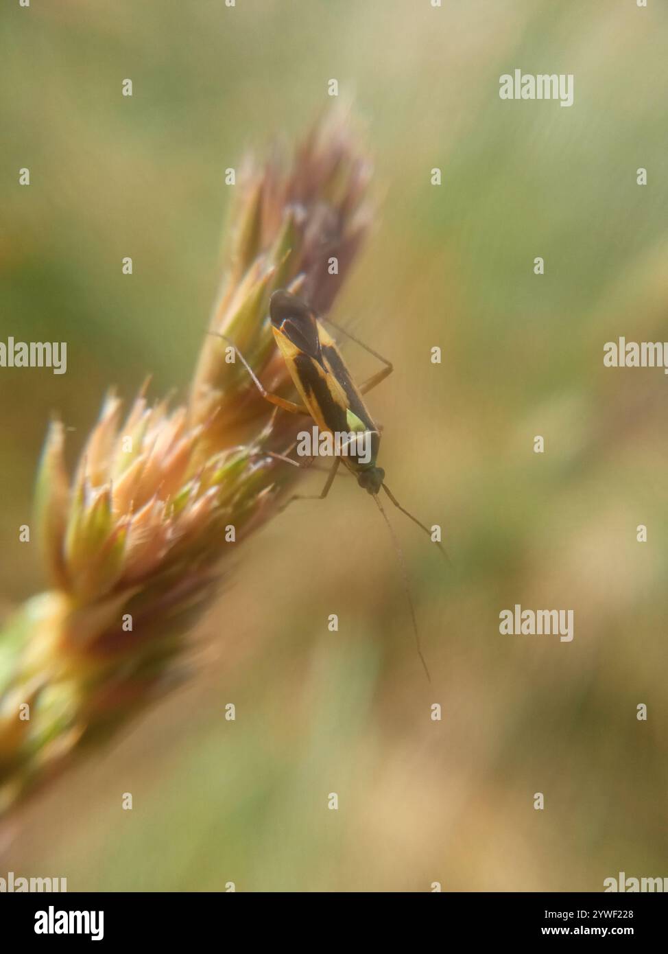 Two-spotted Grass Bug (Stenotus binotatus Stock Photo - Alamy