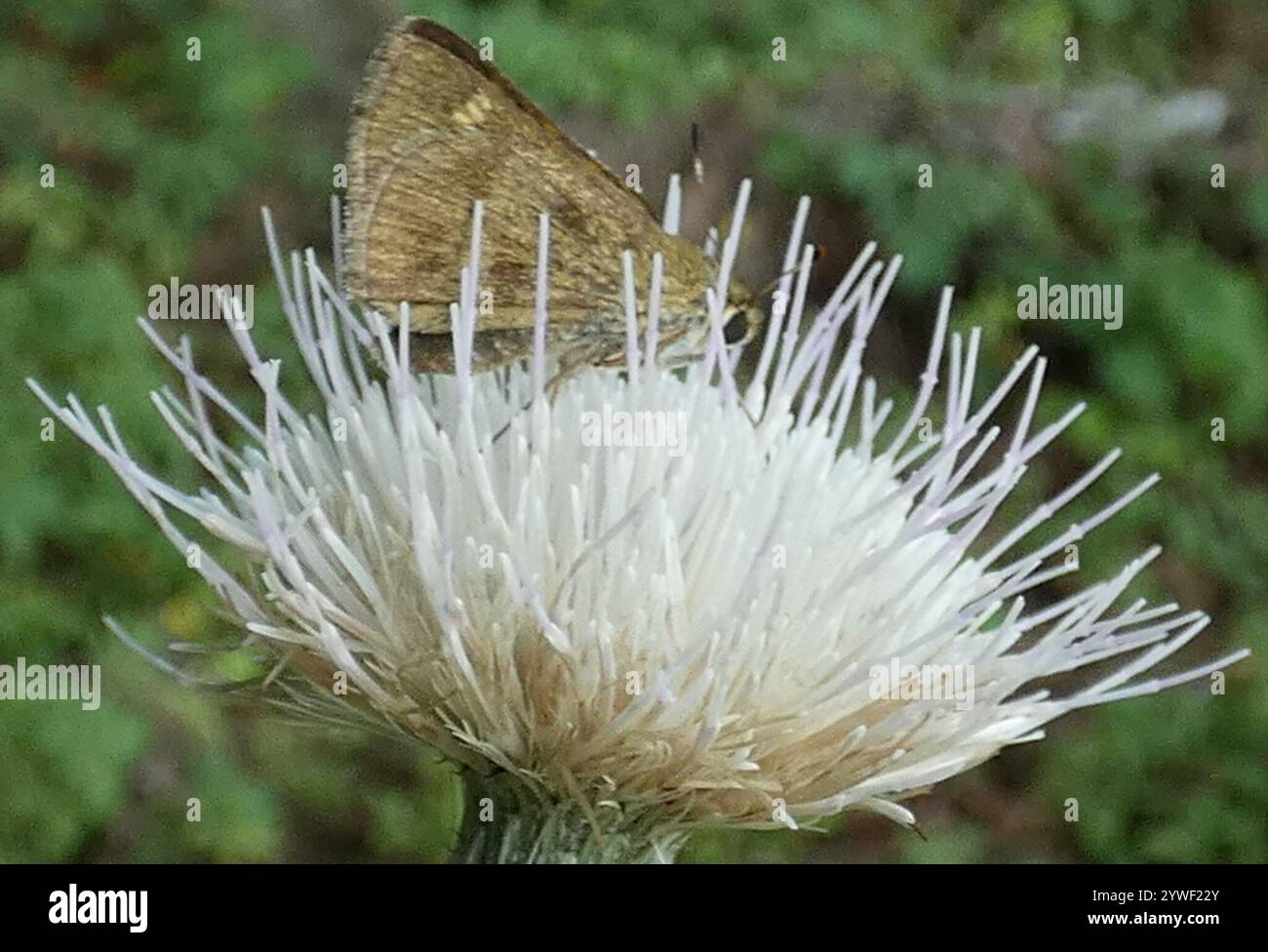 Whirlabout (Polites vibex Stock Photo - Alamy