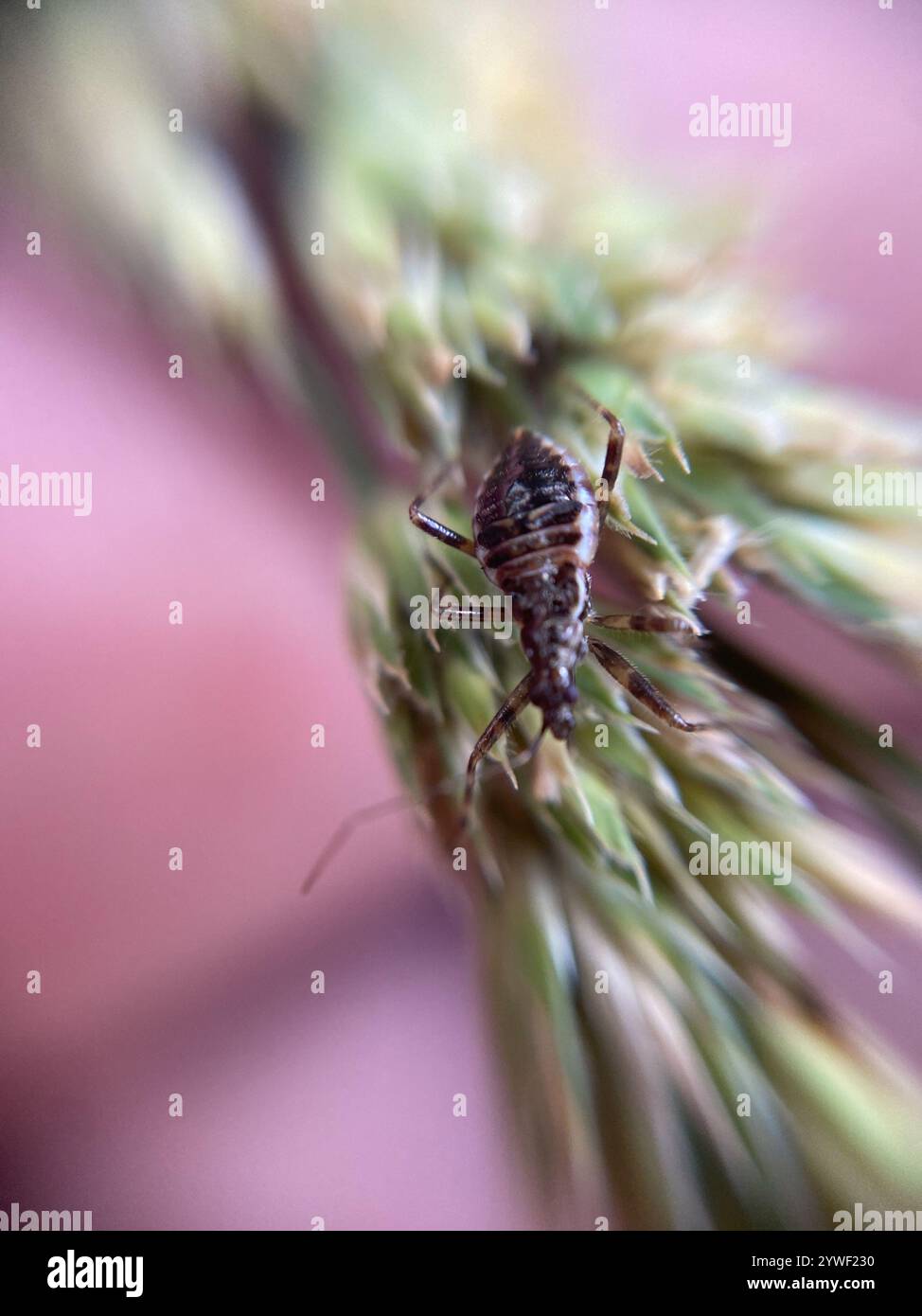 Tree Damsel Bug (Himacerus apterus Stock Photo - Alamy
