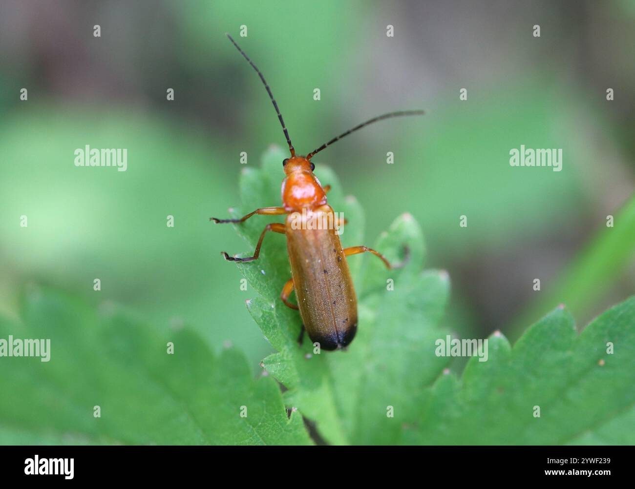 Common Red Soldier Beetle (Rhagonycha fulva Stock Photo - Alamy