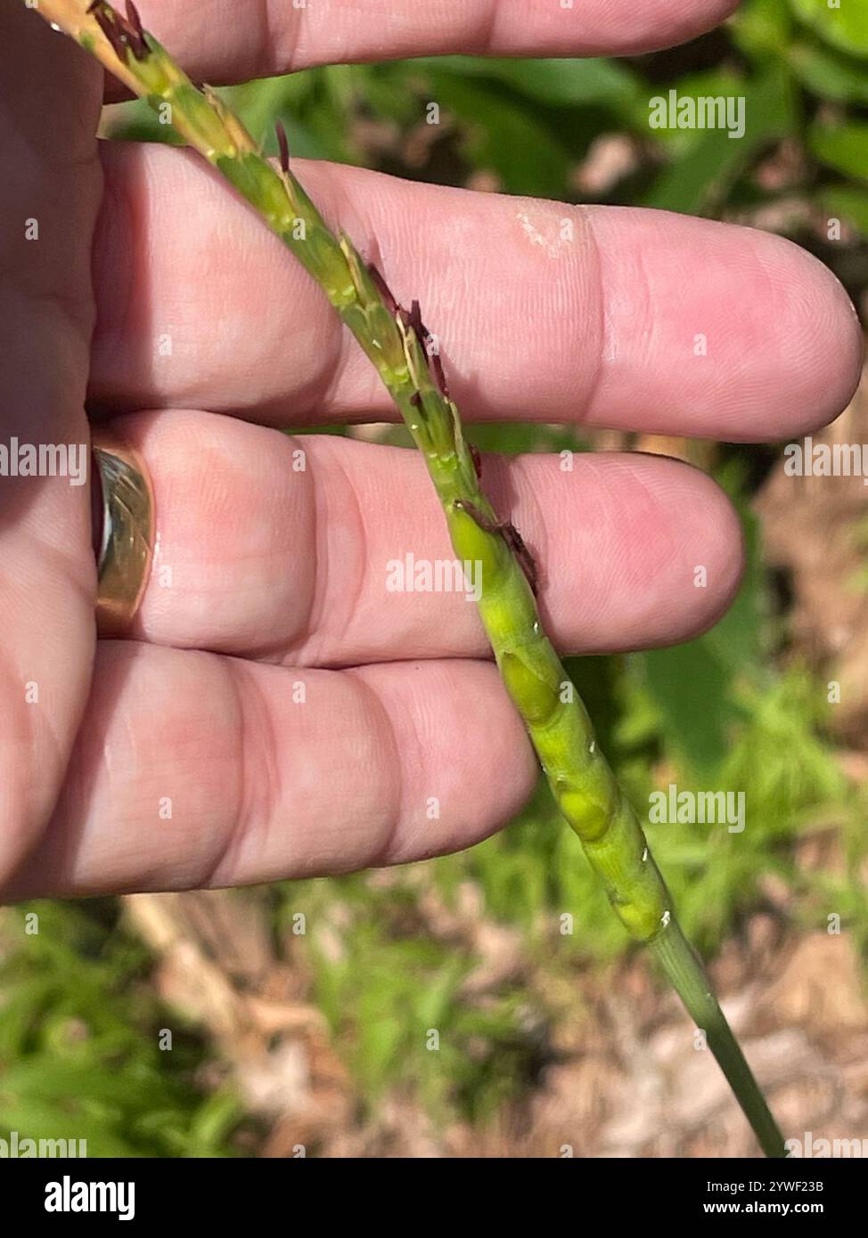 eastern gamagrass (Tripsacum dactyloides Stock Photo - Alamy