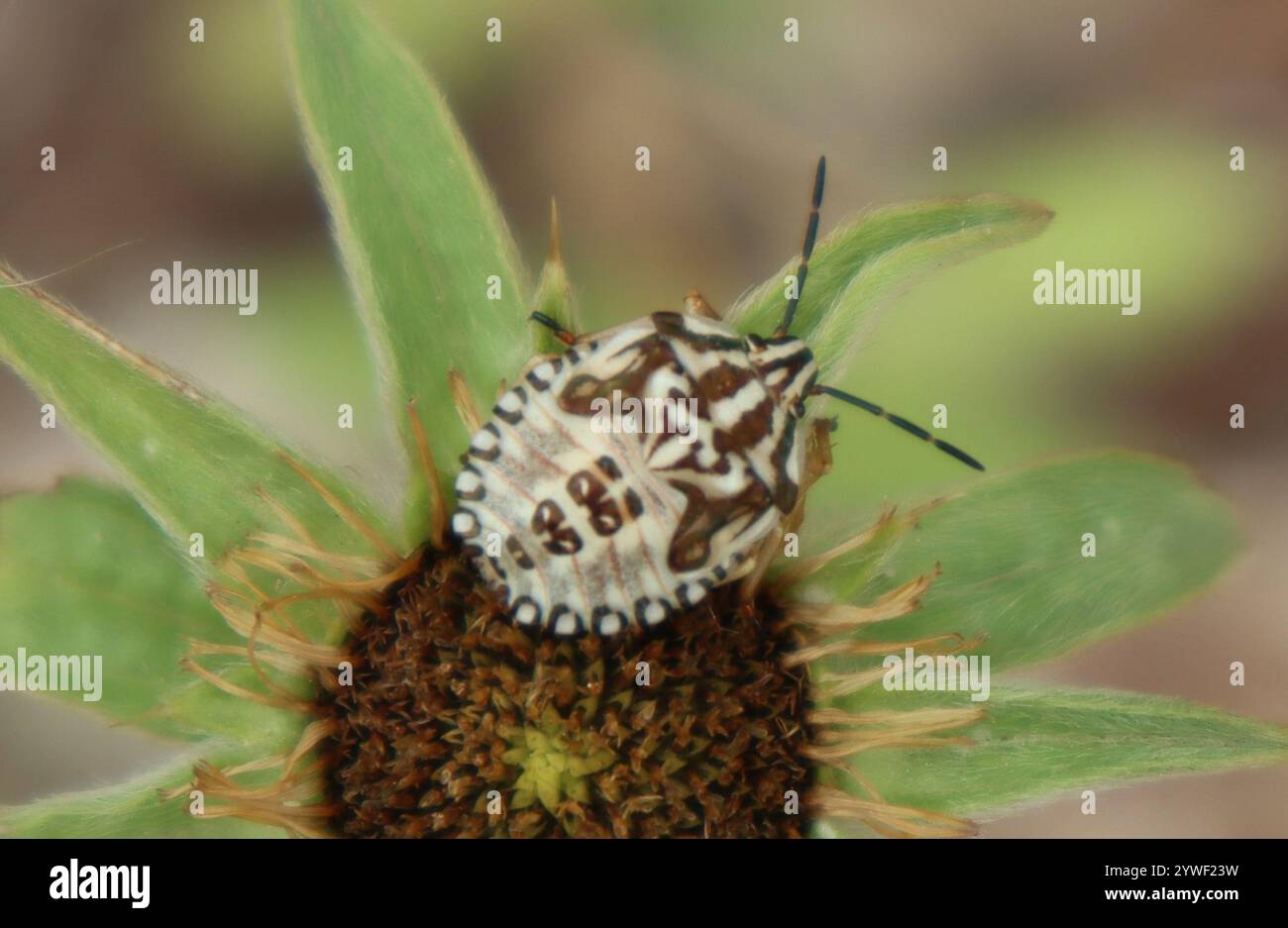 Red Shield Bug (Carpocoris mediterraneus Stock Photo - Alamy