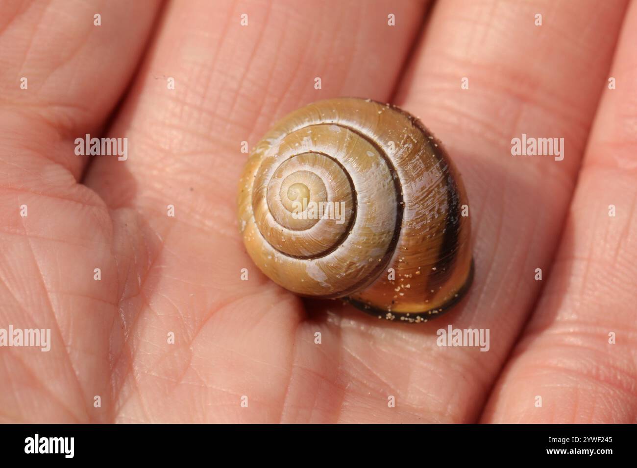 Brown-lipped Snail (Cepaea nemoralis Stock Photo - Alamy