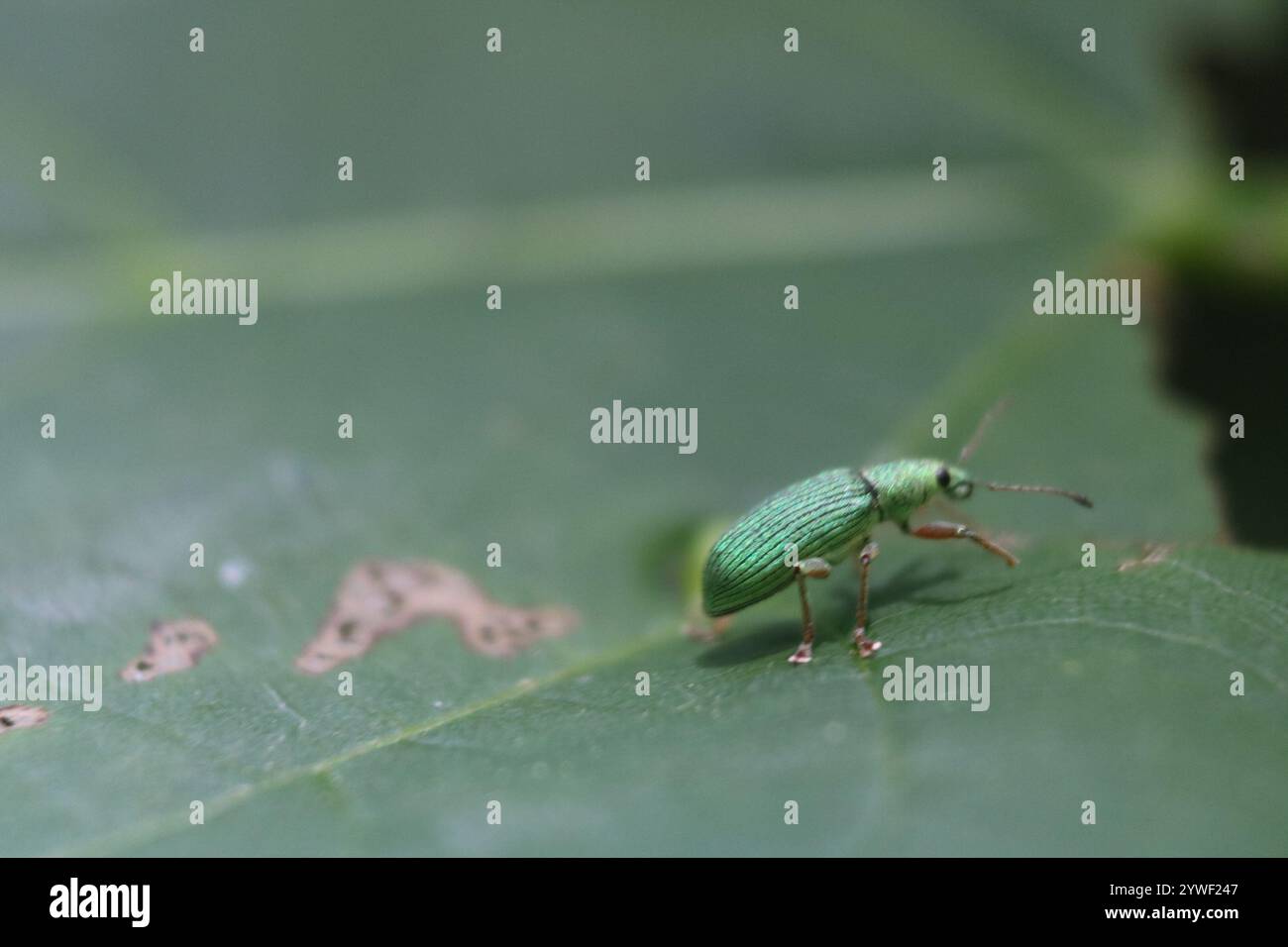 Green Immigrant Leaf Weevil (Polydrusus formosus Stock Photo - Alamy