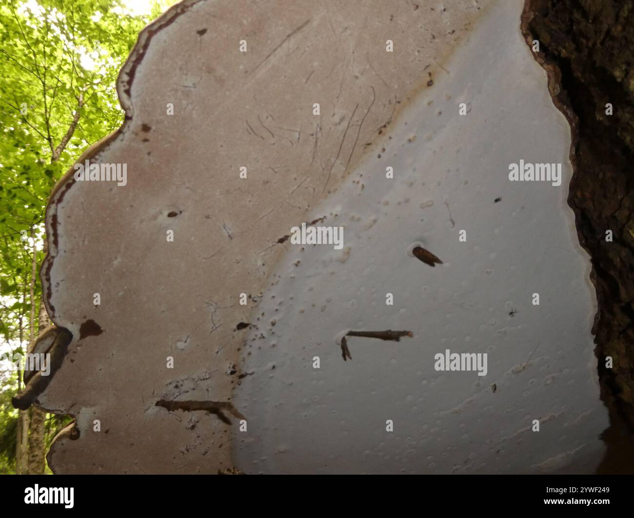 artist's bracket (Ganoderma applanatum Stock Photo - Alamy