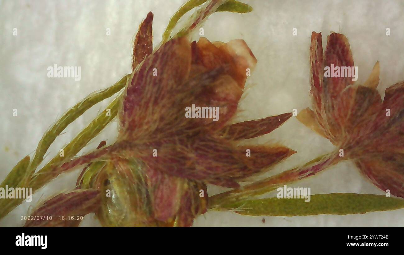 slender pinweed (Lechea tenuifolia Stock Photo - Alamy