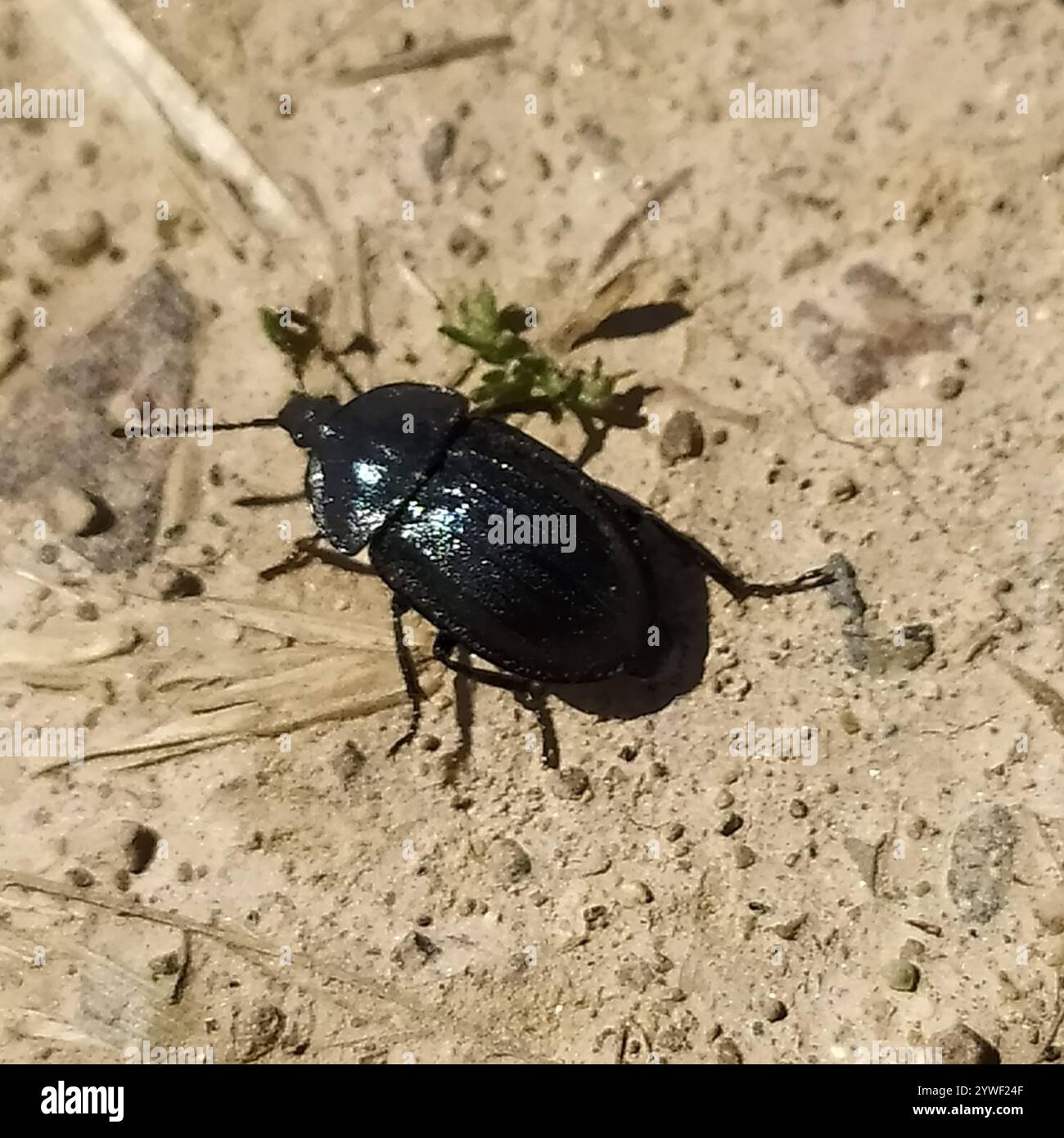 Black snail beetle (Phosphuga atrata Stock Photo - Alamy