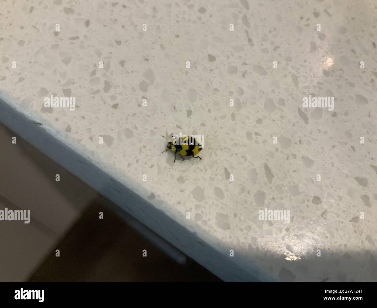 Fungus-eating ladybird (Illeis galbula Stock Photo - Alamy