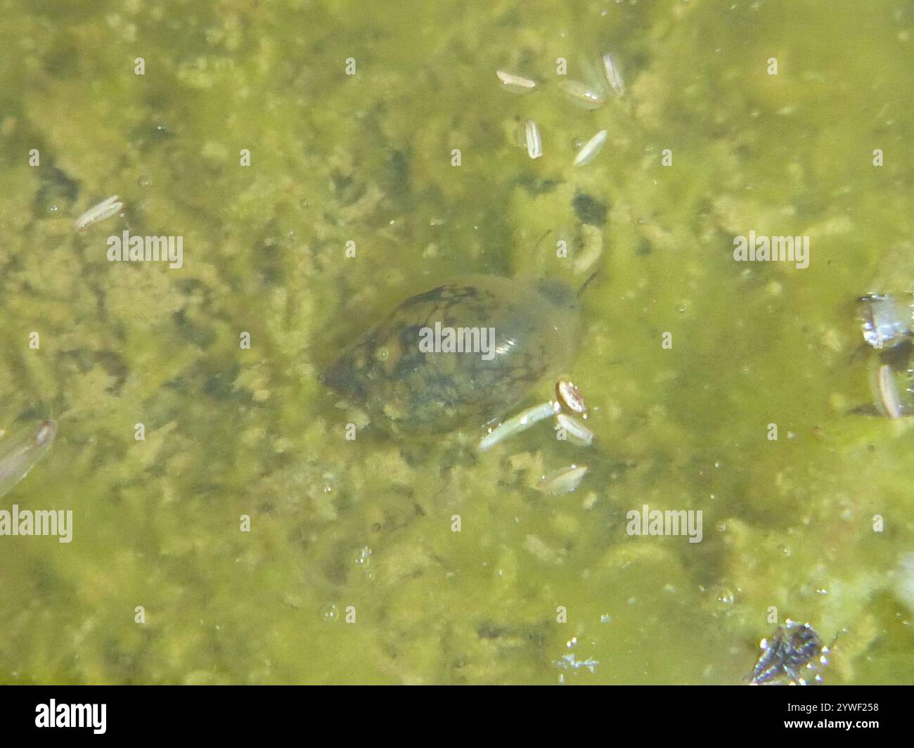 Bladder snail hi-res stock photography and images - Alamy