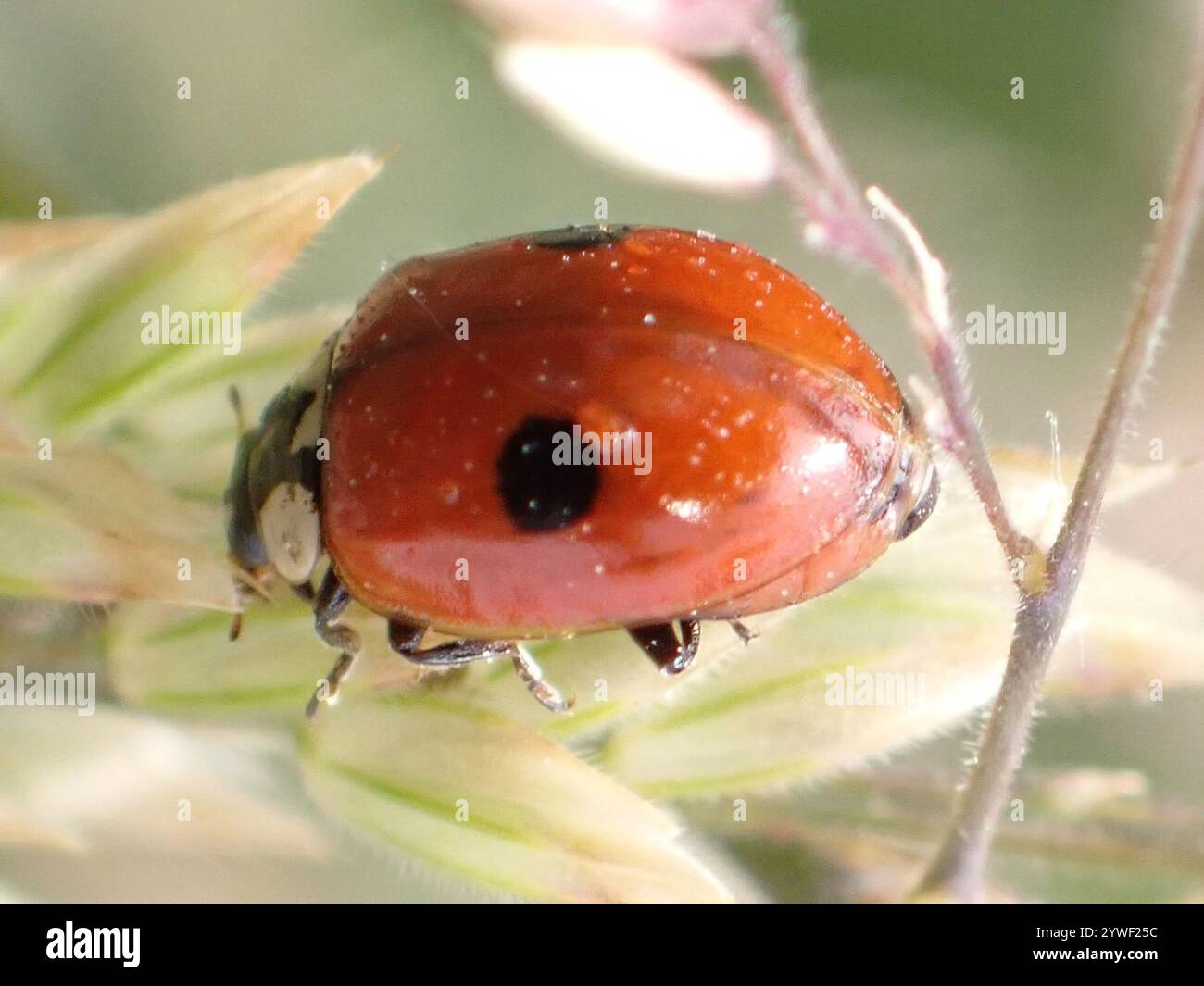 Two-spotted Lady Beetle (Adalia bipunctata Stock Photo - Alamy