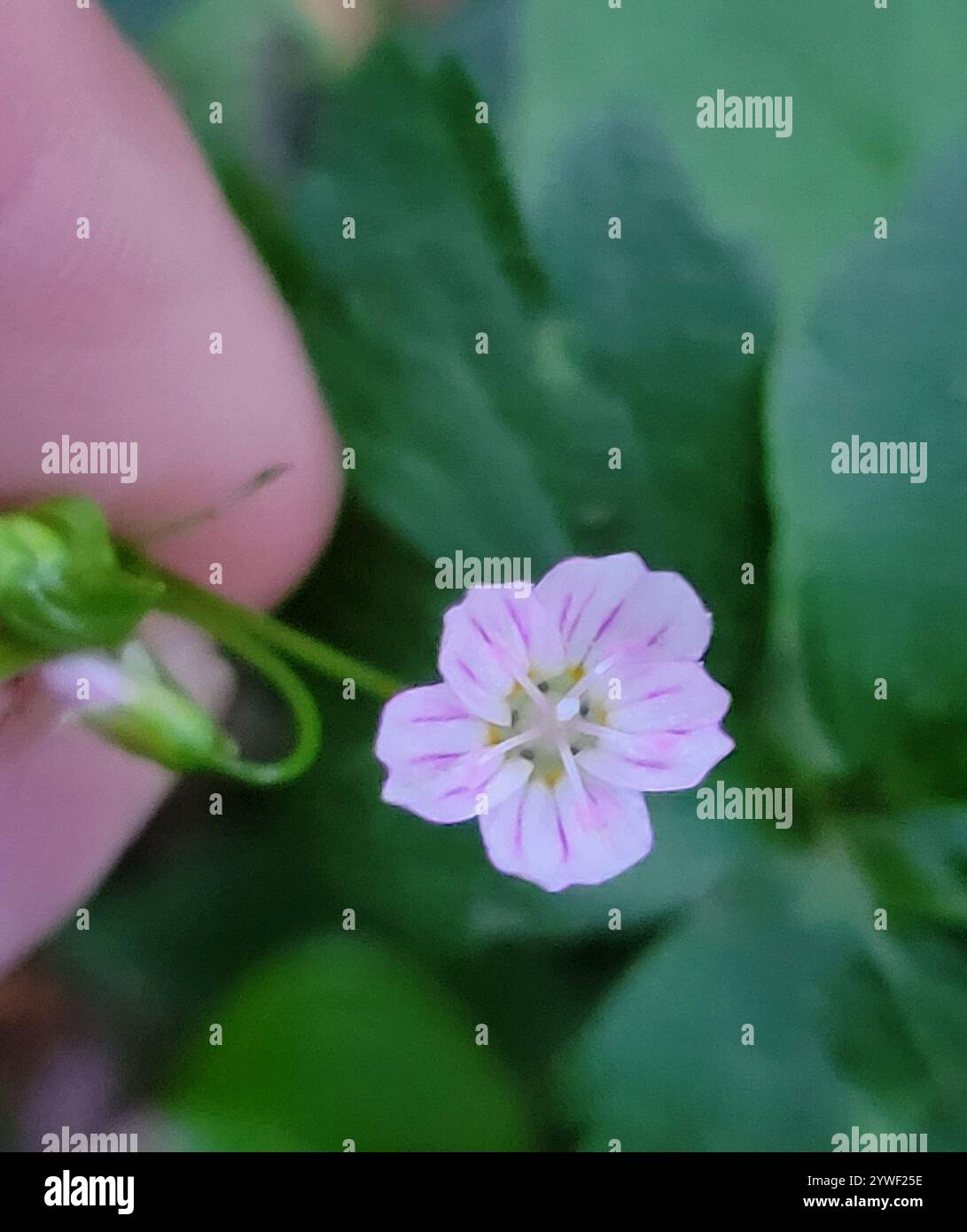 Candy Flower (Claytonia sibirica Stock Photo - Alamy