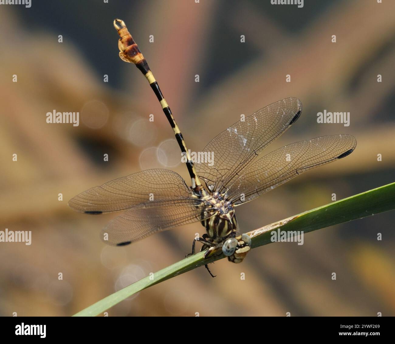 Four-striped Leaftail (Phyllogomphoides stigmatus Stock Photo - Alamy