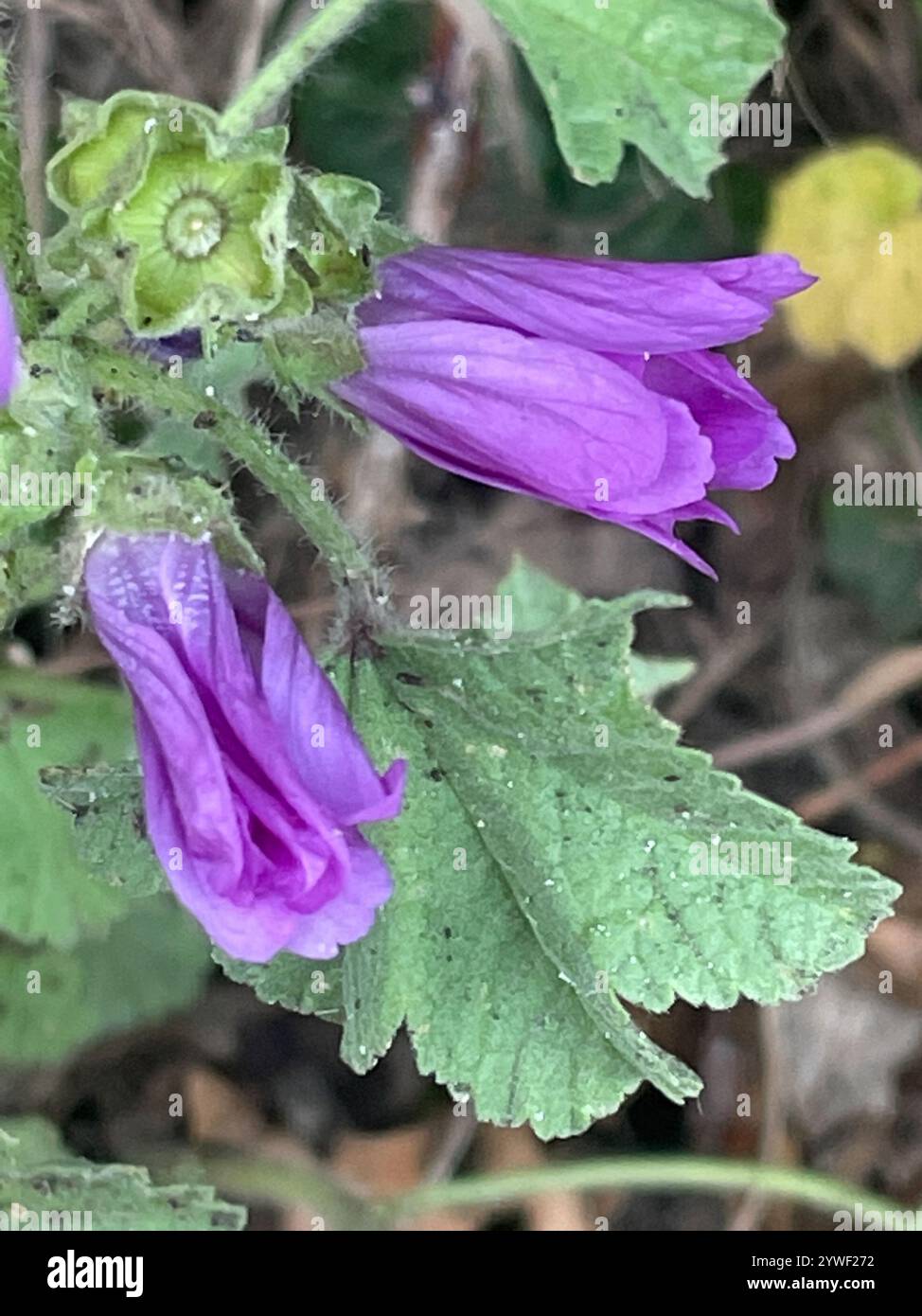 Common Mallow (Malva sylvestris Stock Photo - Alamy